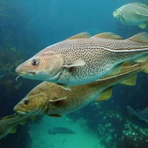 Norgesfoods – For the freshest air-flown Salmon, Atlantic Cod Fish and ...